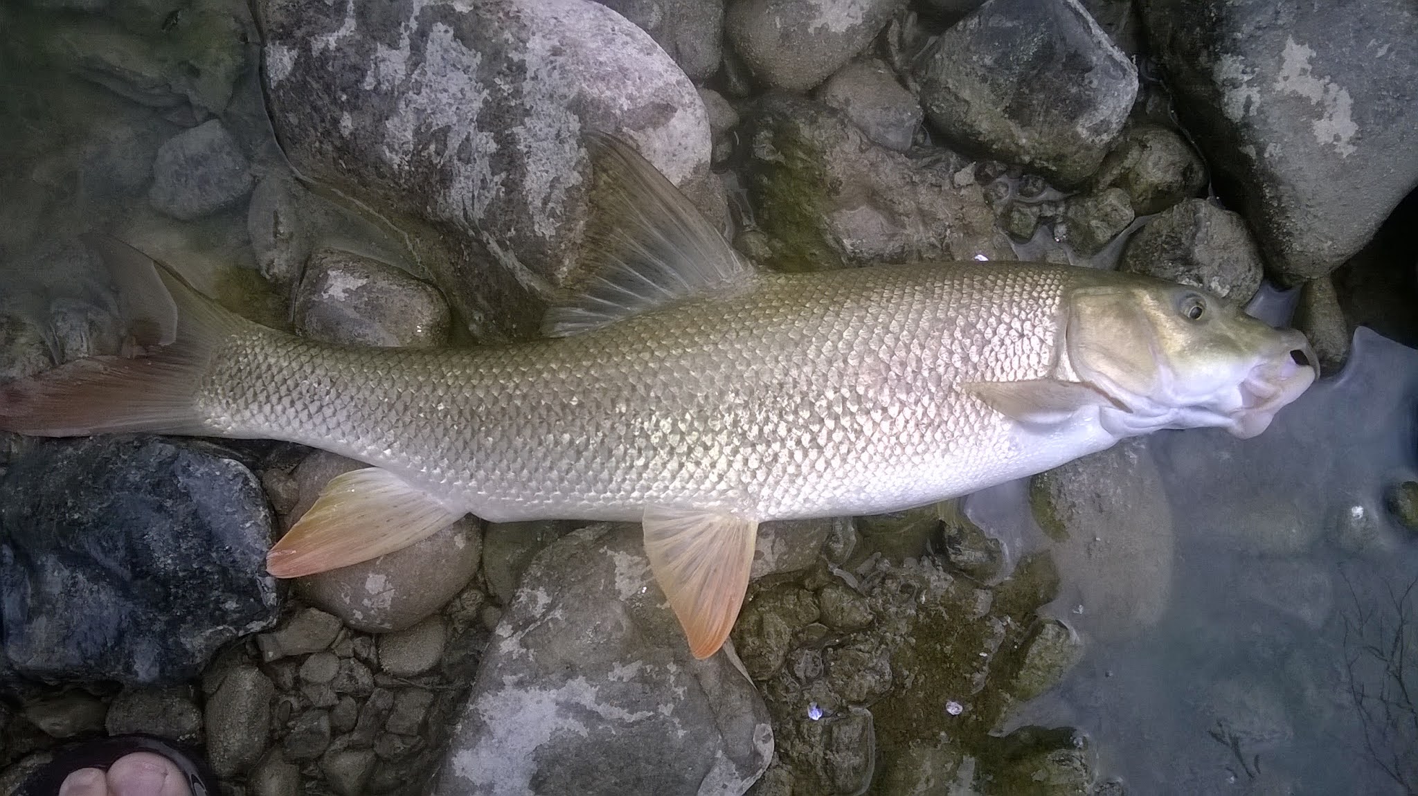 RIBARENJE I TEHNIKE: ЦРВЕНПЕРКА