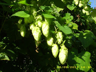 Din natură: Hameiul (Humulus lupulus)