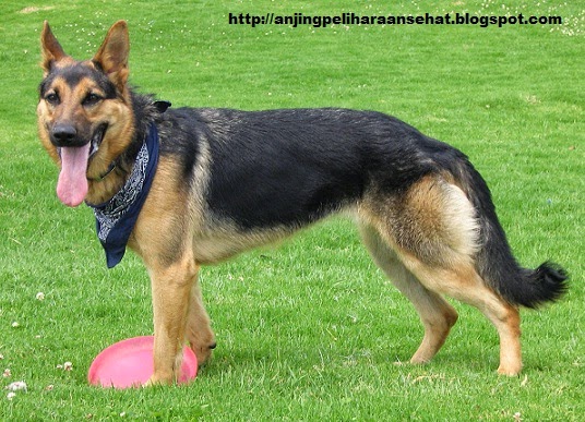 Informasi tentang pemeliharaan anjing kesayangan agar sehat dan lucu ...