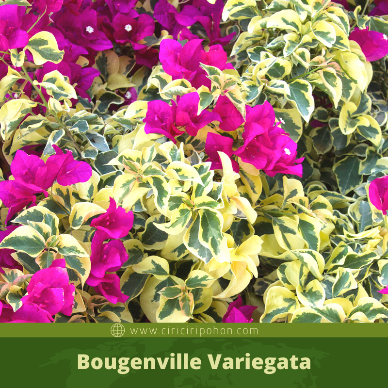 Tanaman Bougenville Variegata dengan Dua Warna Daun yang Unik ...