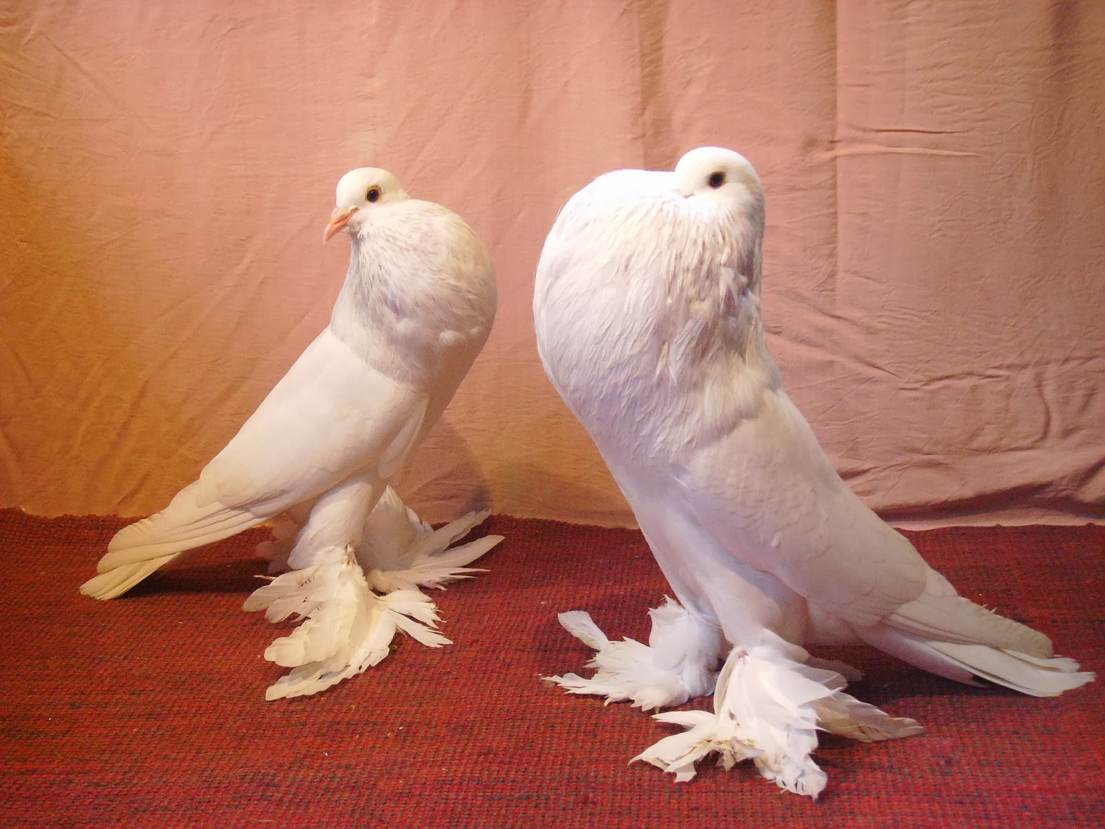 Pomeranian pouter | WELCOME TO PIGEON LOVERS