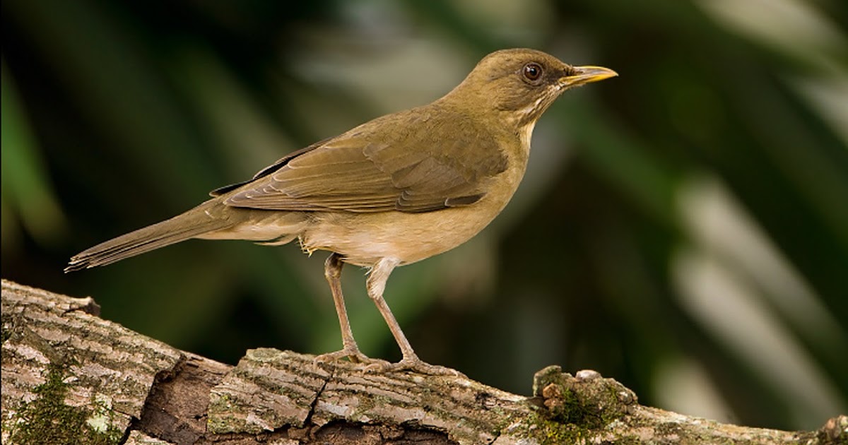 UNAIENSES: ORNITOLOGIA - Conheça o Sabiá-verdadeiro (Turdus fumigatus)