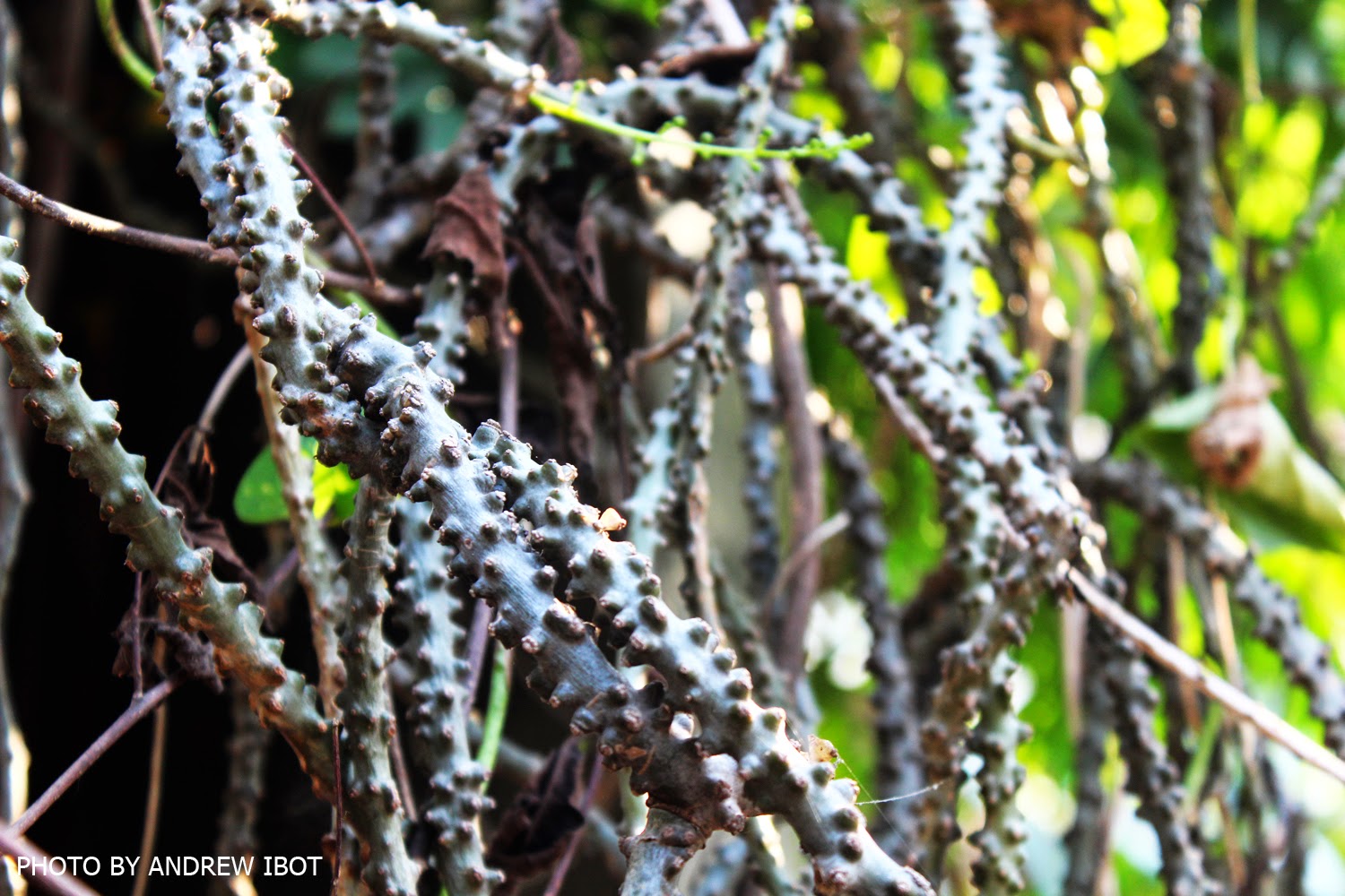 Ako si ANDREW IBOT!: Makabuhay (Tinospora rumphii Boerl)