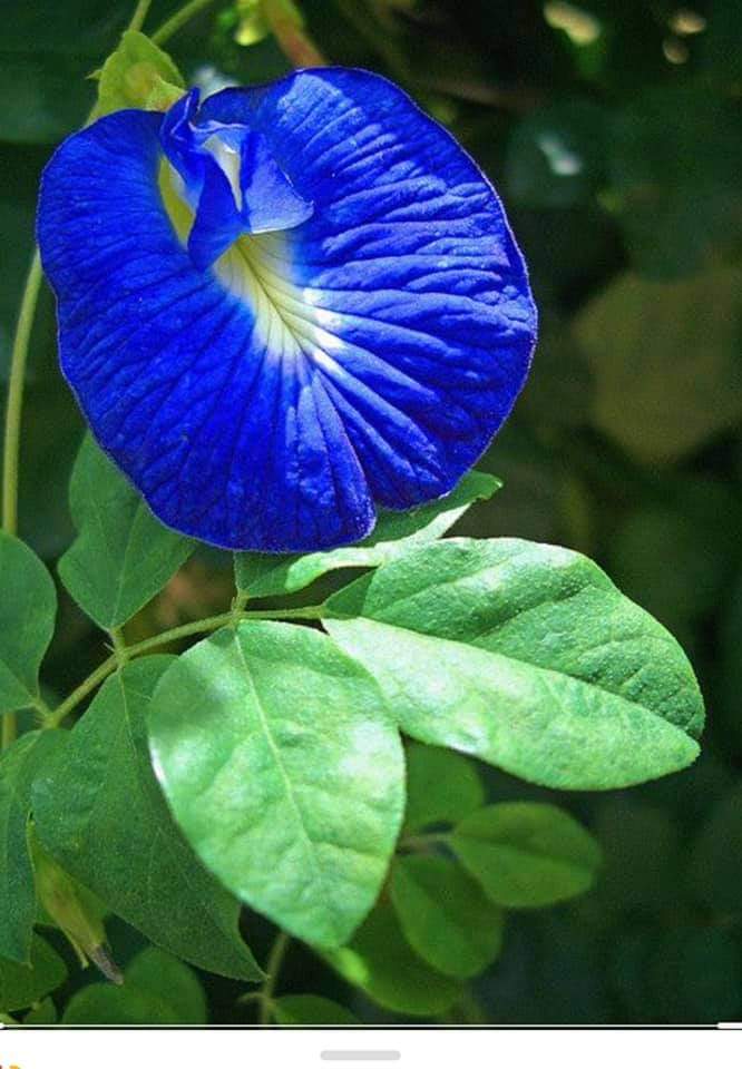 KHASIAT BUNGA TELANG