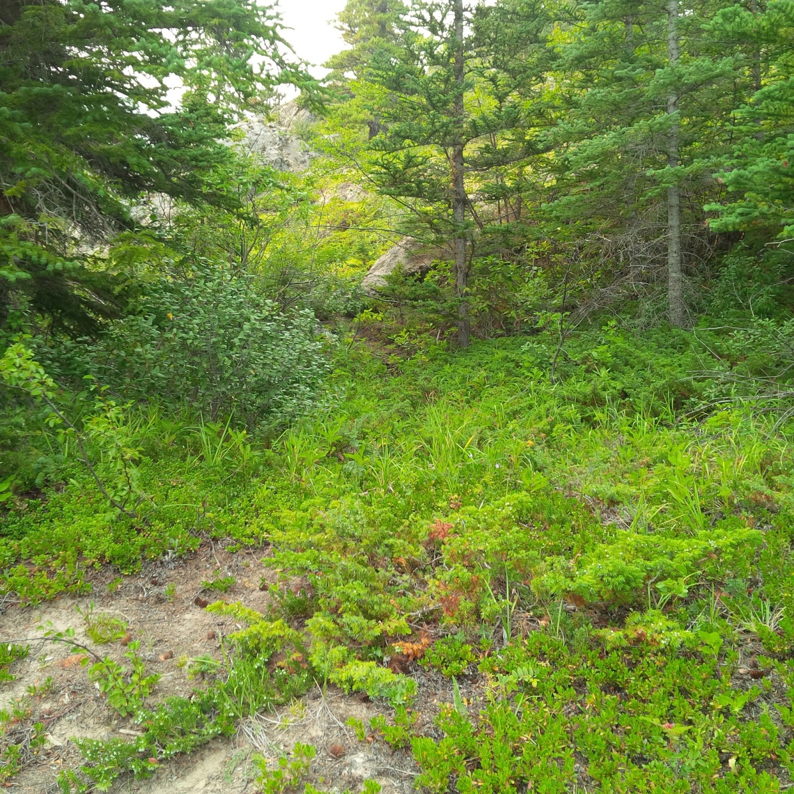 Cycle Adventures of an Edmontonian: Sunchild Road to Cline River, Alberta
