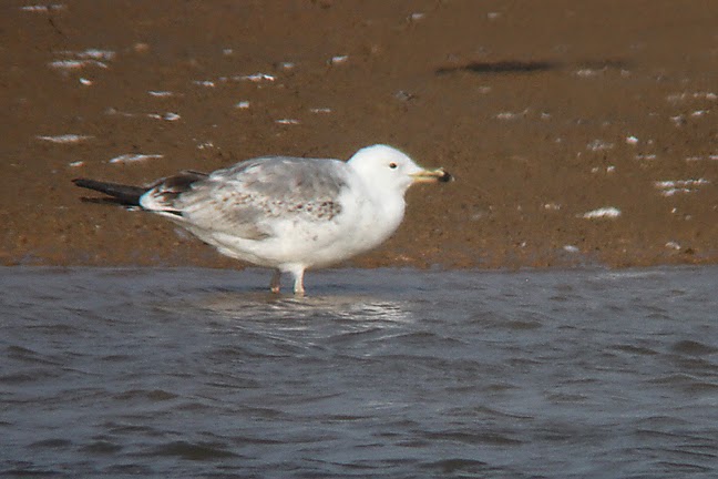Bag a Wild One: Second-winter Caspian Gulls
