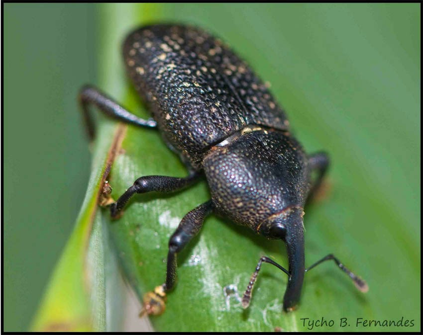 Insetologia - Identificação de insetos: Broca do Cacho do Coqueiro na Bahia