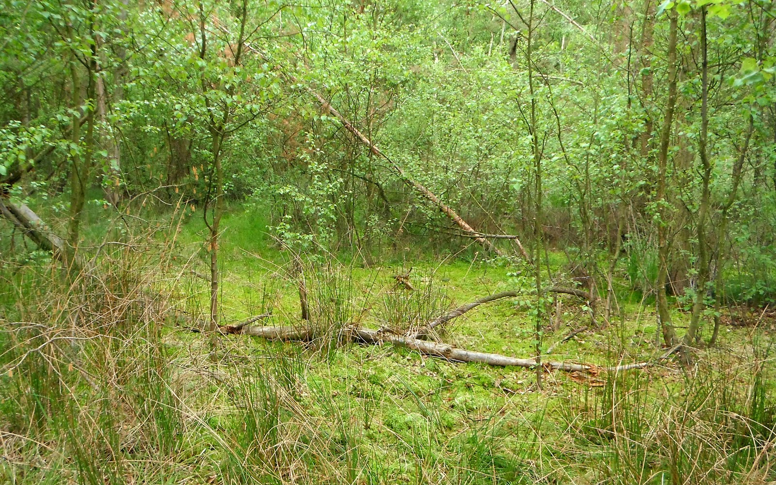 Staffordshire Photo: 01/04/2015 - 01/05/2015