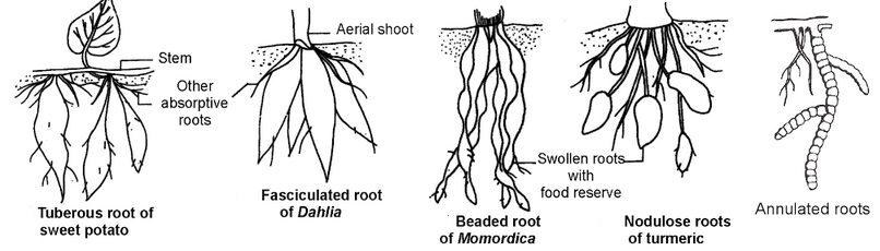 Modifications of Root