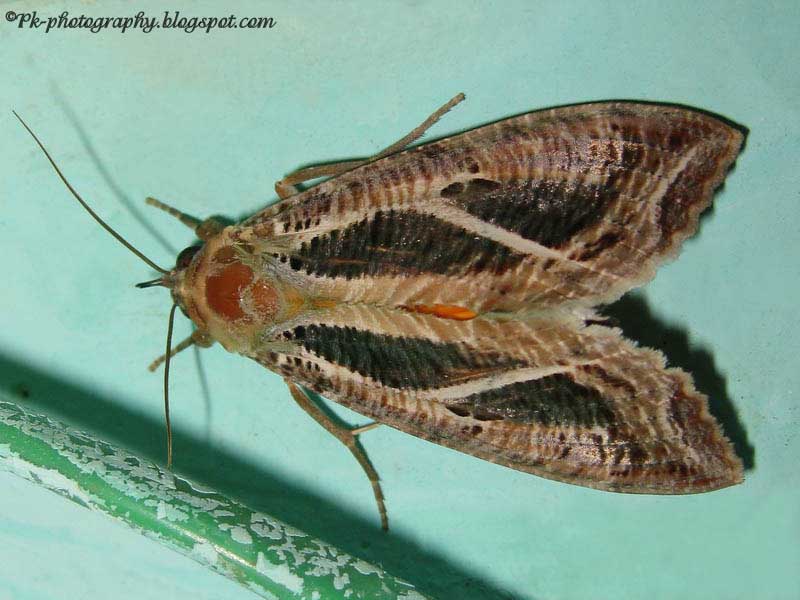 Eudocima materna-Owlet Moth | Nature, Cultural, and Travel Photography Blog
