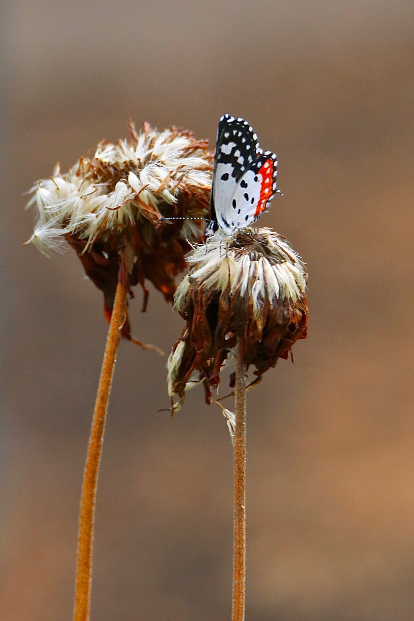 Red Pierrot: A Tiny Black and Red Butterfly