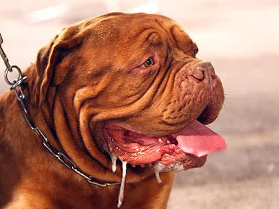 French Vocabulary Illustrated: bave