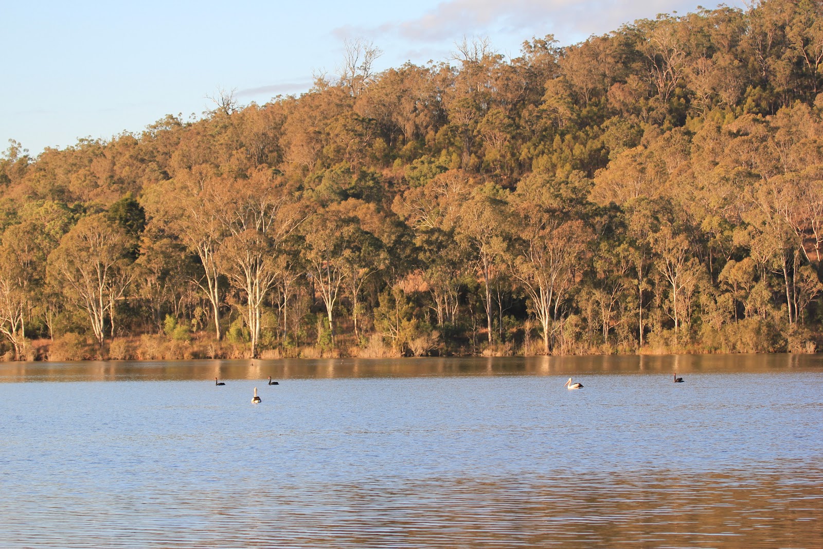 Spiny Cheeked Honeyeater at Cooby Dam 05/07/12