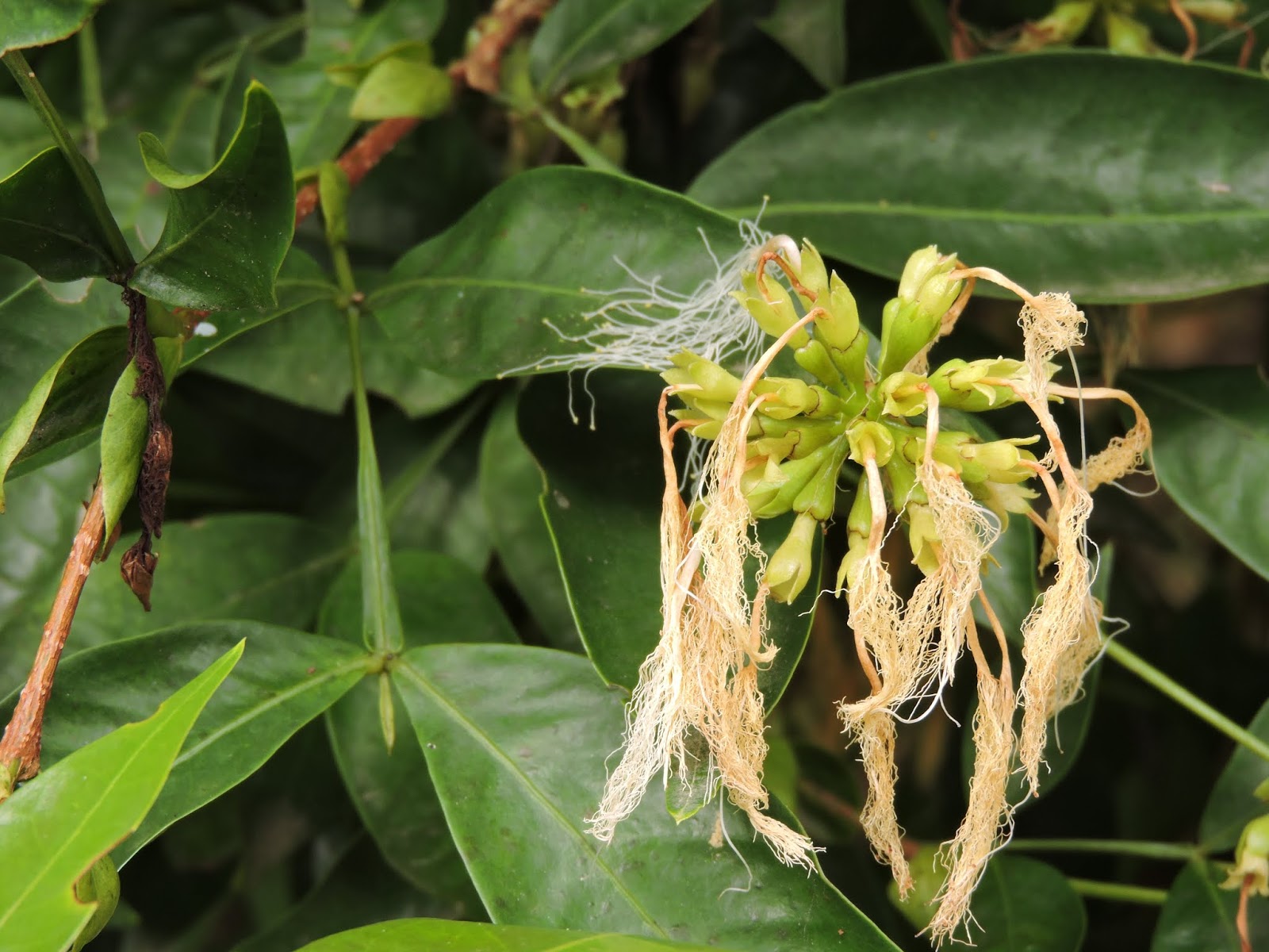 Fabaceae - Leguminosae no Brasil: Inga