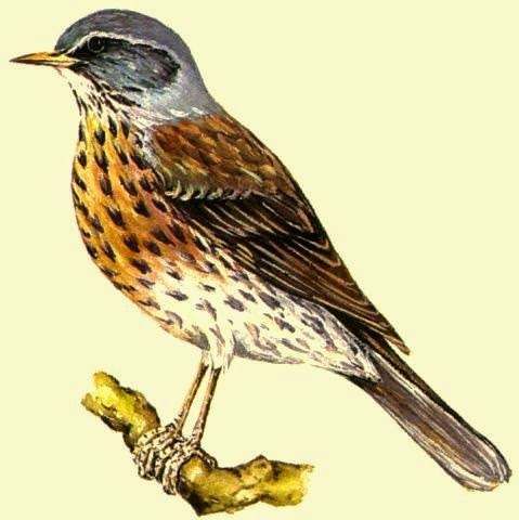 Jurnalul Venatorilor: Sturzul de iarnă, o pasăre în expansiune