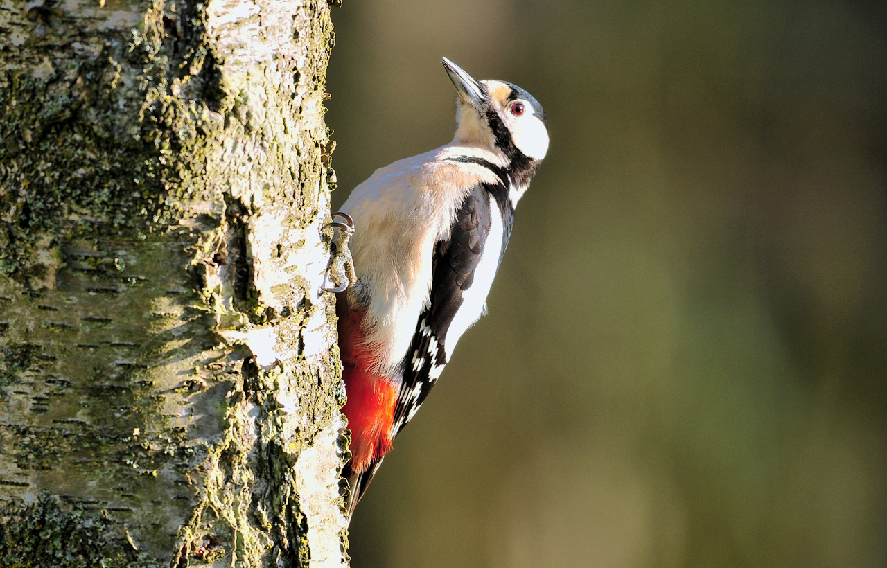 Jozef van der Heijden - Natuurfotografie: Een Parel van een Grote bonte ...