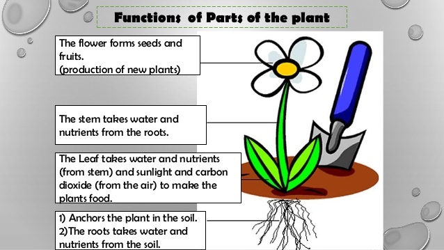 Seneca School Year 2 Science English Natural Science The Plant seneca-school-year-2-science-english-natural-science-the-plant