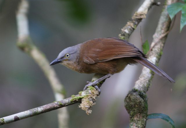 Sri Lankan Endemic Birds: Alu Demalichcha - The Ashy-Headed Laughing ...