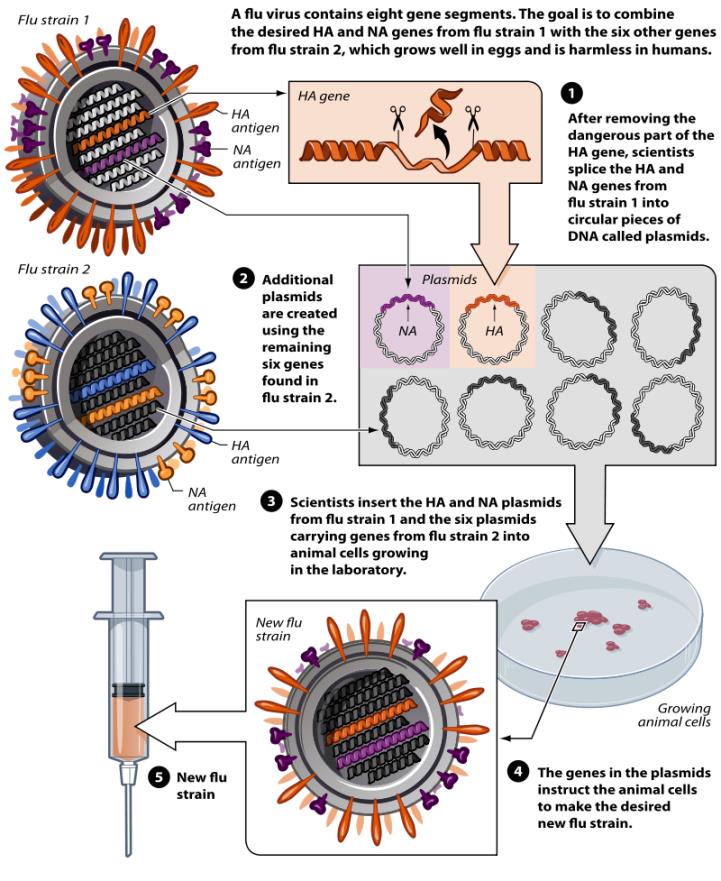 vaccine, Type of vaccine, Viral vaccine,DNA vaccines, recombinent ...