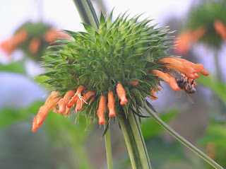 Earth on the Wing: Flowers of Rwanda