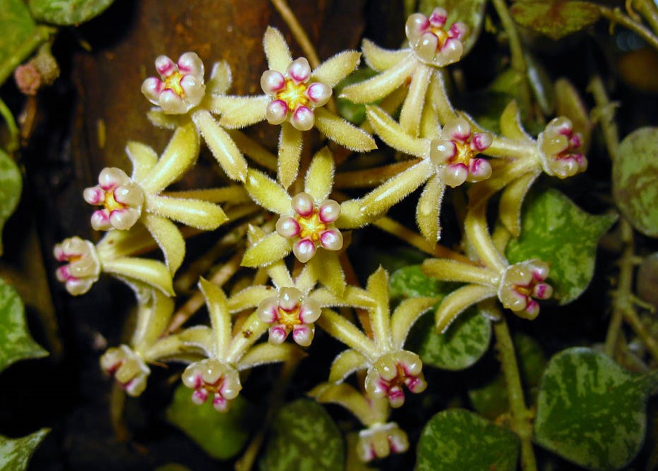 Hoya plant: Hangende Hoyas