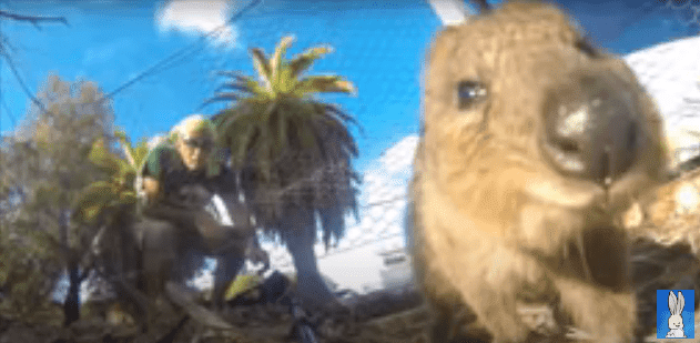 10 fun facts about coca animal - Coca Animal