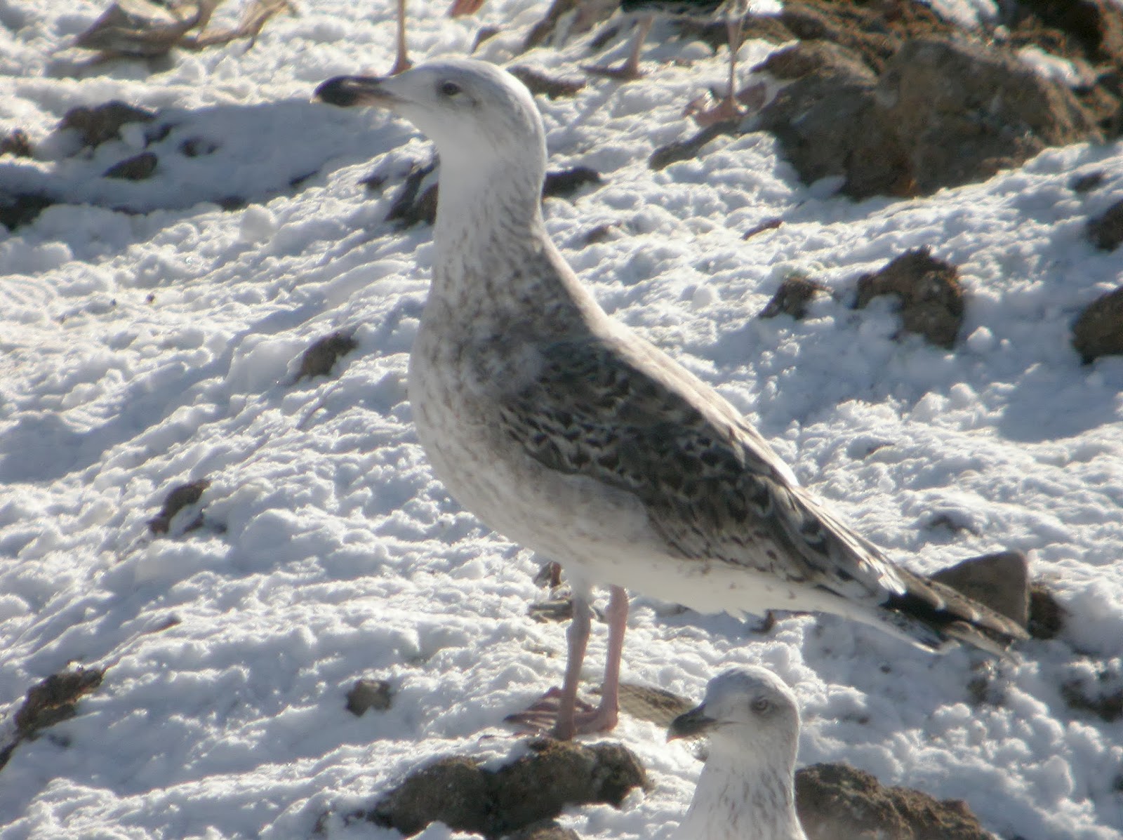 Aves y Fotografía de Naturaleza: Gavión Atlántico, Larus marinus, Great ...