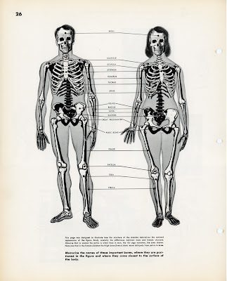 Artistry Gone Awry: The differences in Anatomy and Physiology, Man v.s ...