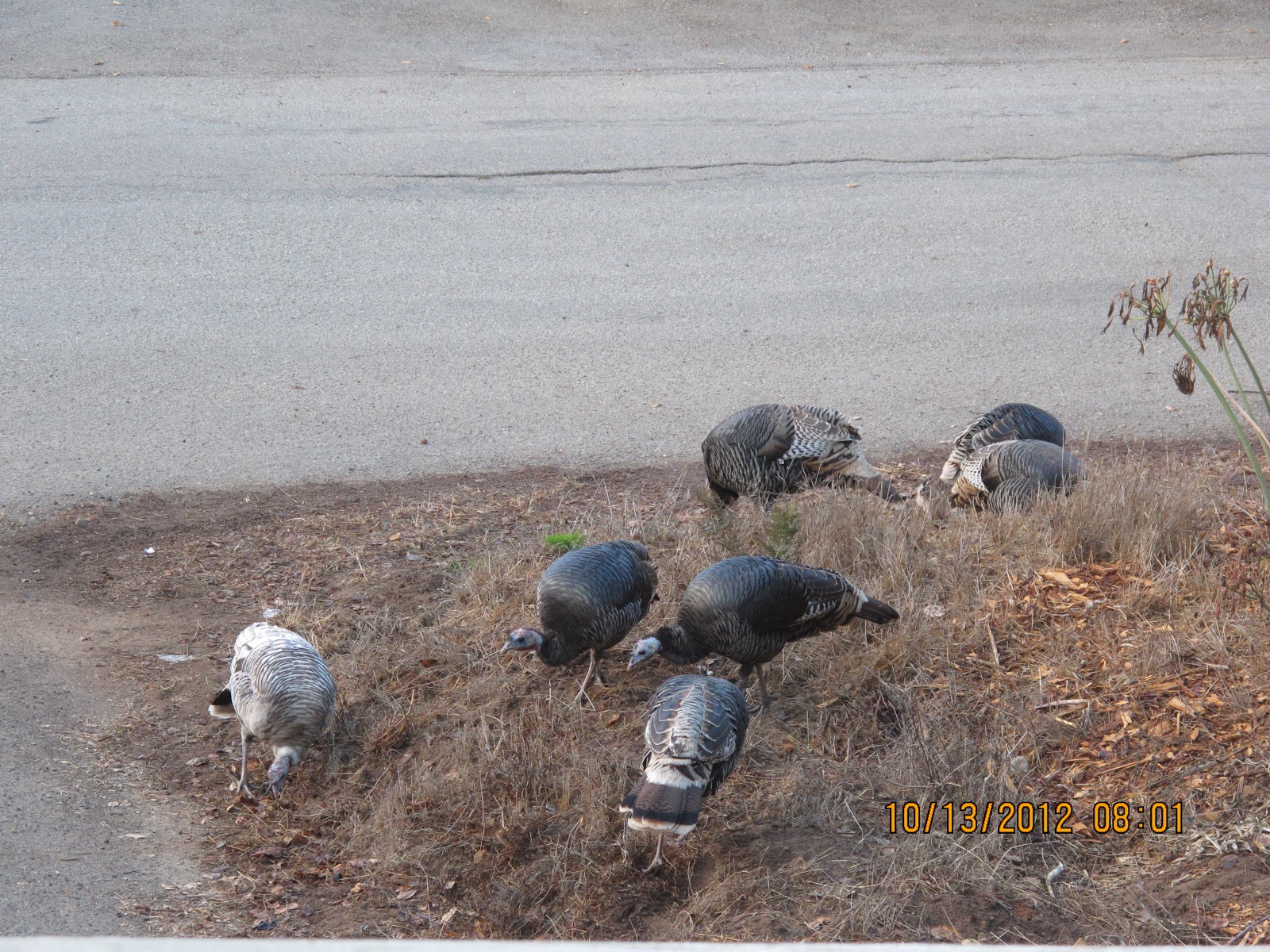 The Official PoultryBookstore.com Blog: Turkeys of many colors