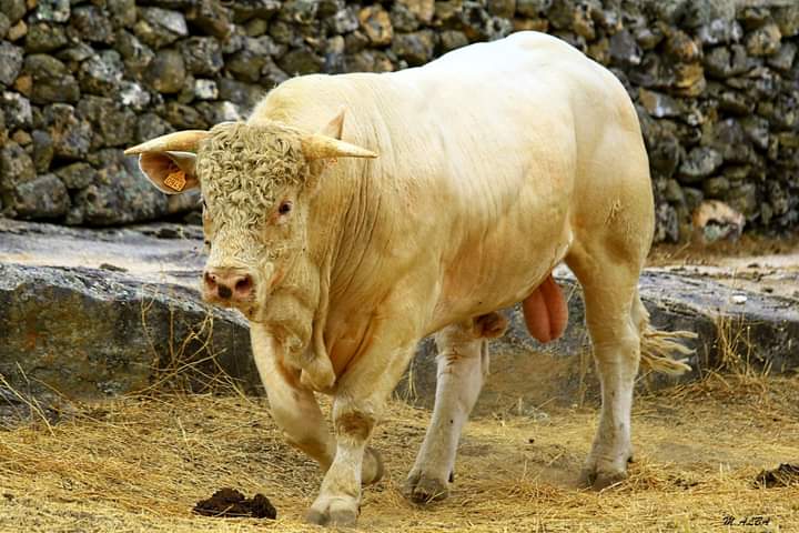 EL CUADERNO DE SILVESTRE: LA VACA MACHORRA. UN MANJAR DE REYES.