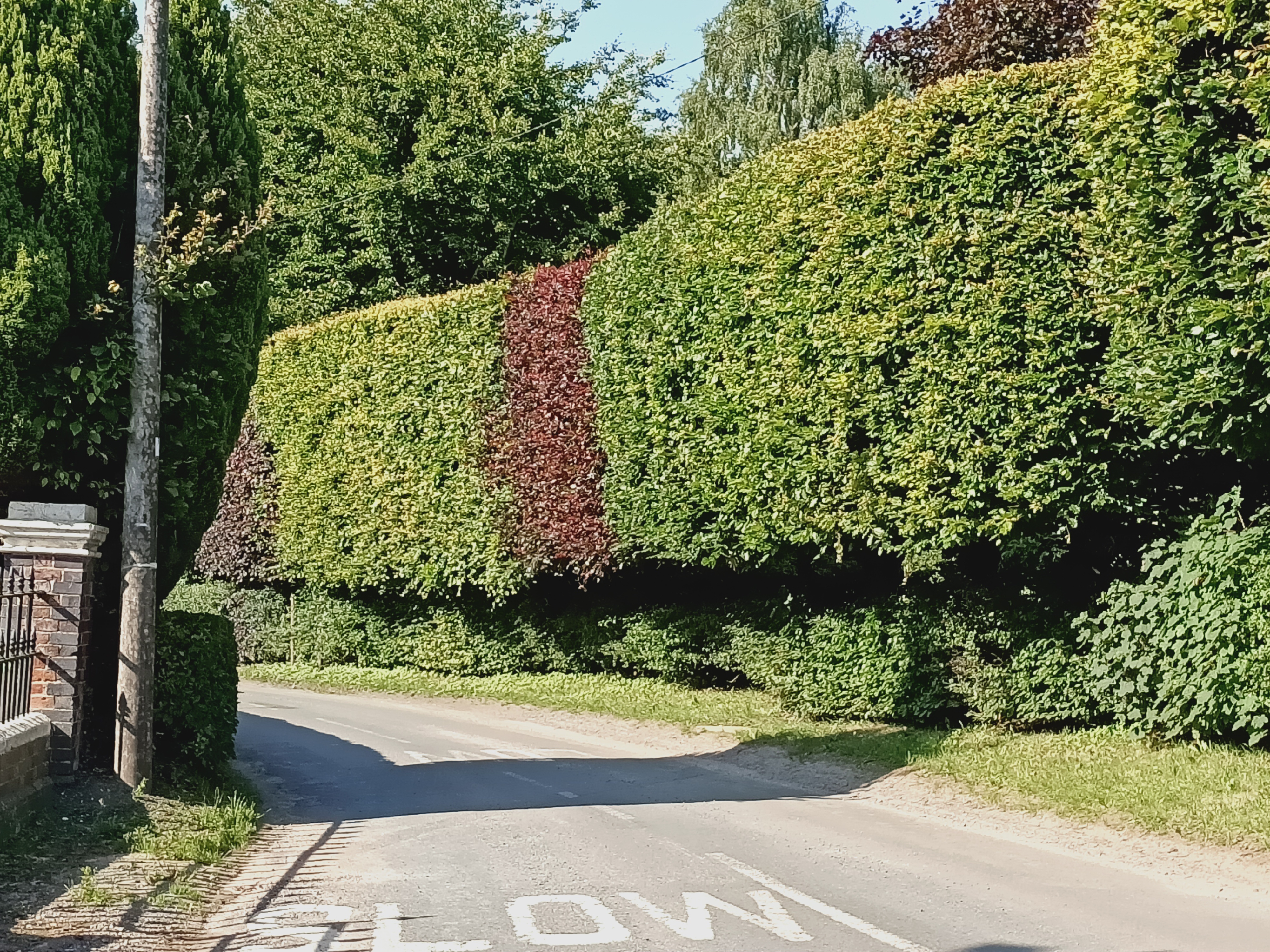 Summer Time is Lime Time