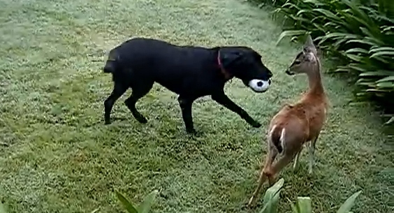 White Wolf : Adopted Deer And Black Lab Dog Play Football (Video)