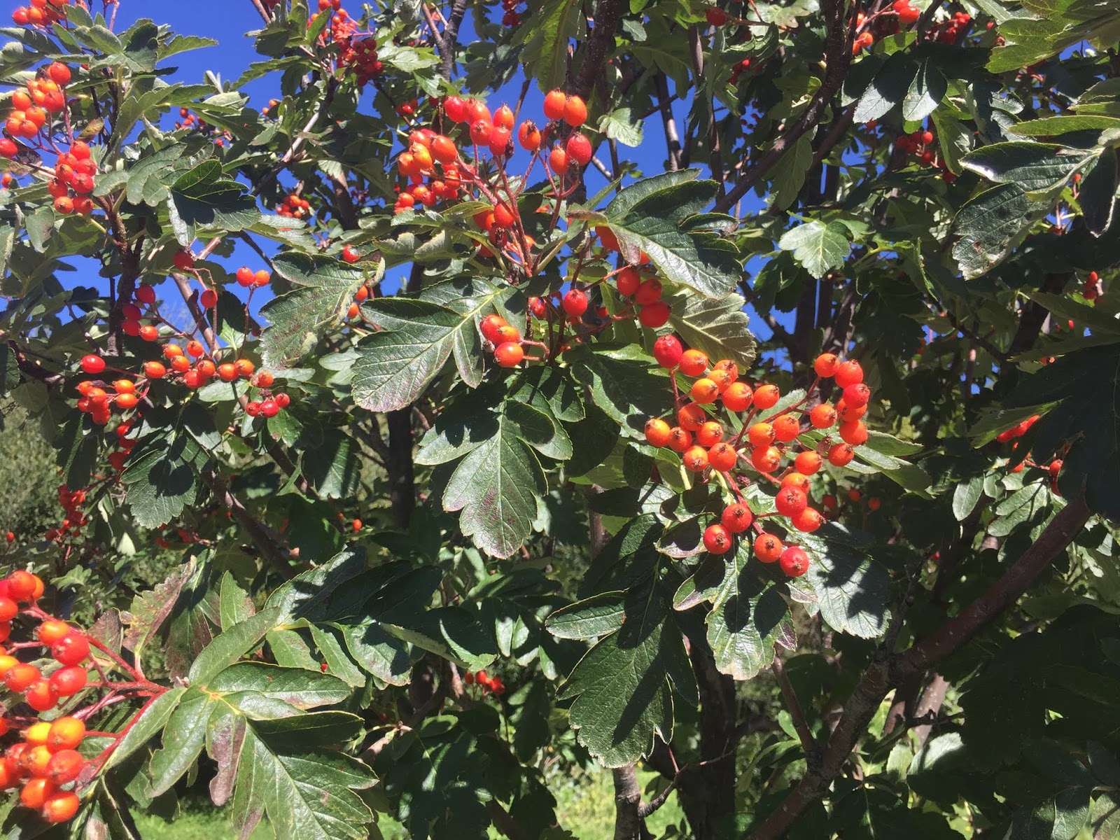 Repoblación autóctona - Sorbus sp. (domestica, latifolia, torminalis ...