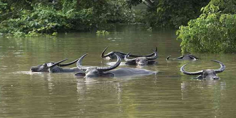 Facts about Beautiful Assam