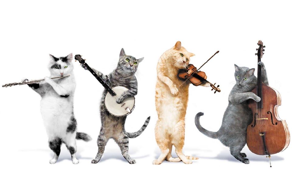 de la creatividad al piano: 10 vídeos simpáticos de animales tocando el ...