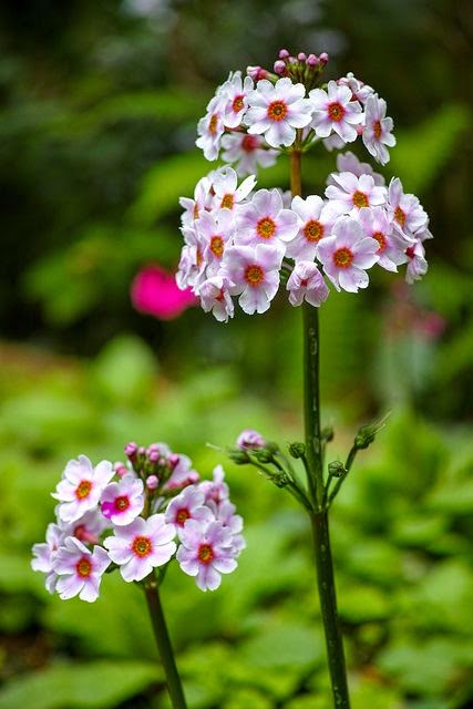 Japanese Primrose - Flowers Gardens