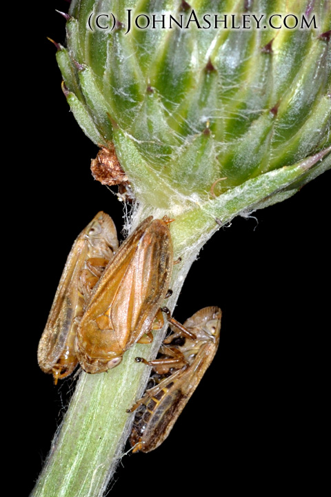 Wild and Free Montana: Captivating, Catapulting Spittlebugs