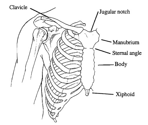 Brave New World: Anatomy of the Chin and Collar Bones