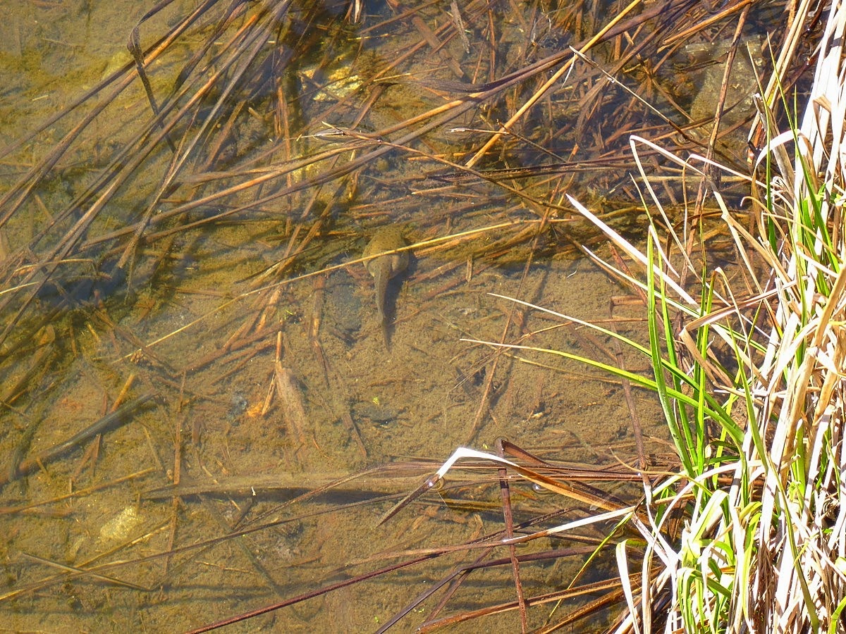 Gary's Outdoor Wanderings2: SEARCH FOR MAX PATCH