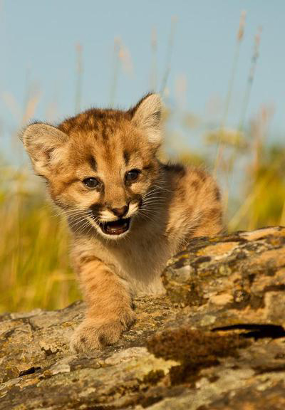 M. Raeder - Photography: Wildlife Babies-Montana