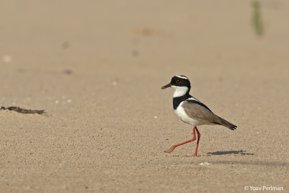 Pantanal birds | Focusing on Wildlife