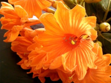 Ciricote o K'oopte - BLOG YUCATÁN