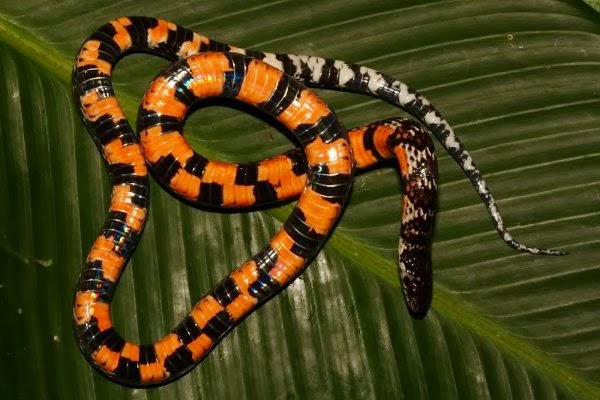 Zona Curiosa: Las serpientes más coloridas y llamativas.
