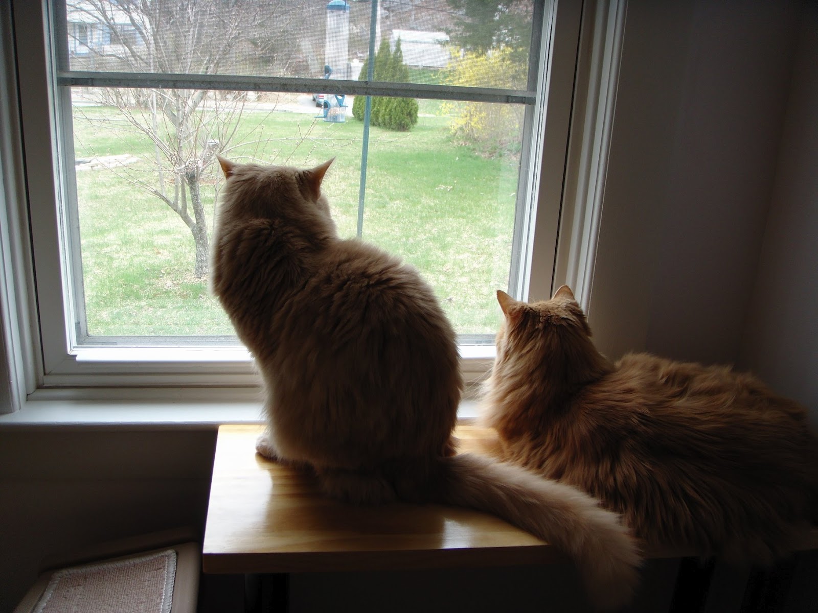 Now..I am a lonely but grumpy cat