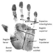 Ramas De La Lofoscopia