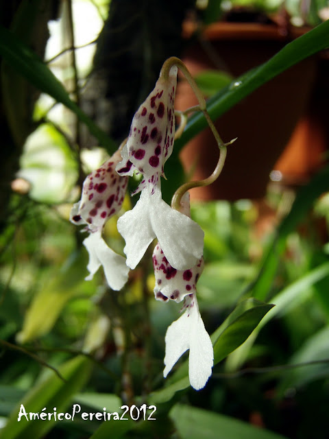 Orquídeas soltas: Rodriguezia decora