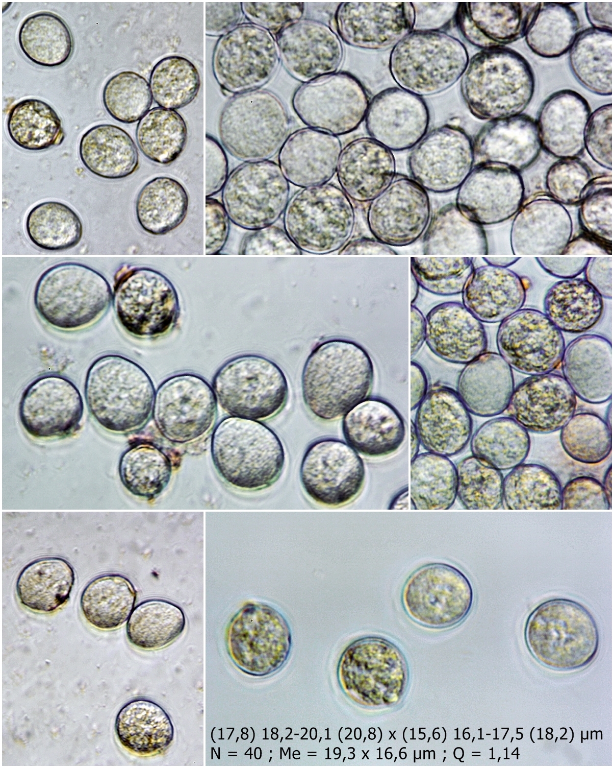 Setas y Hongos de Tineo : ALBUGO CANDIDA (Pers.) Roussel