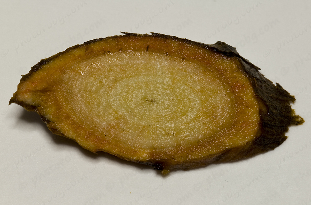 The 3 Foragers: Foraging for Wild, Natural, Organic Food: Sassafras ...