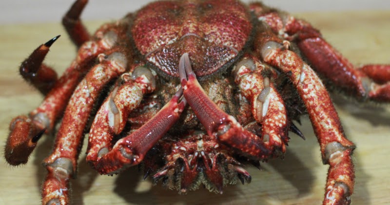 Cómo sacar todo el partido a una buena centolla