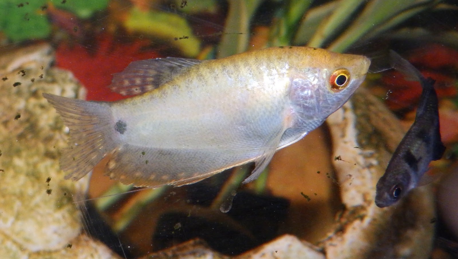 Reptiles Amphibians & Fish: GOLDEN GOURAMI - TRICHOPODUS TRICHOPTERUS